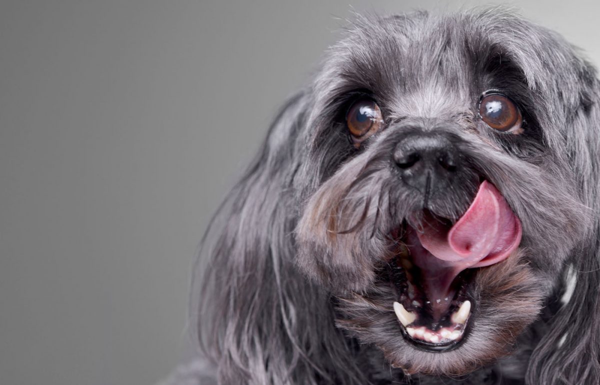 Services - Vet in Chico | Chico Animal Hospital