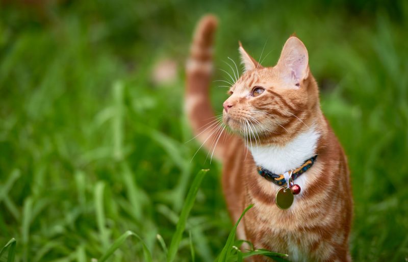 Services - Vet in Chico | Chico Animal Hospital