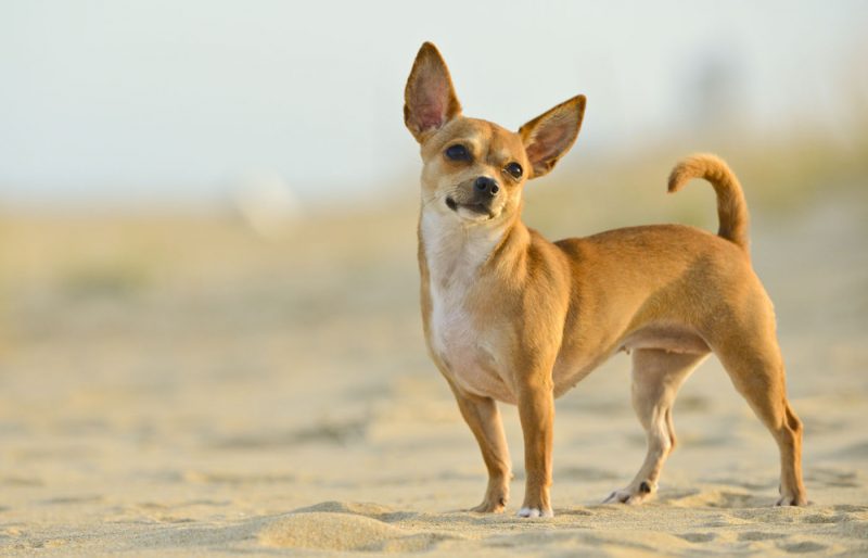 Services - Vet in Chico | Chico Animal Hospital