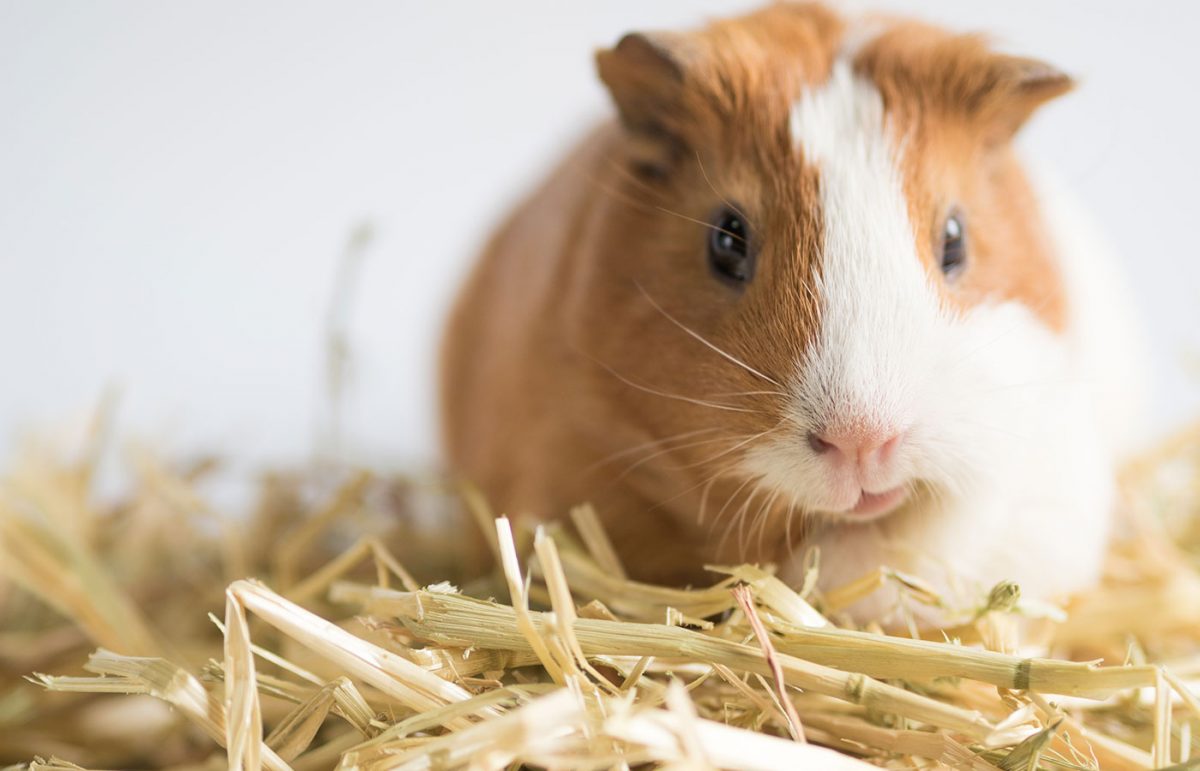 Services - Vet in Chico | Chico Animal Hospital