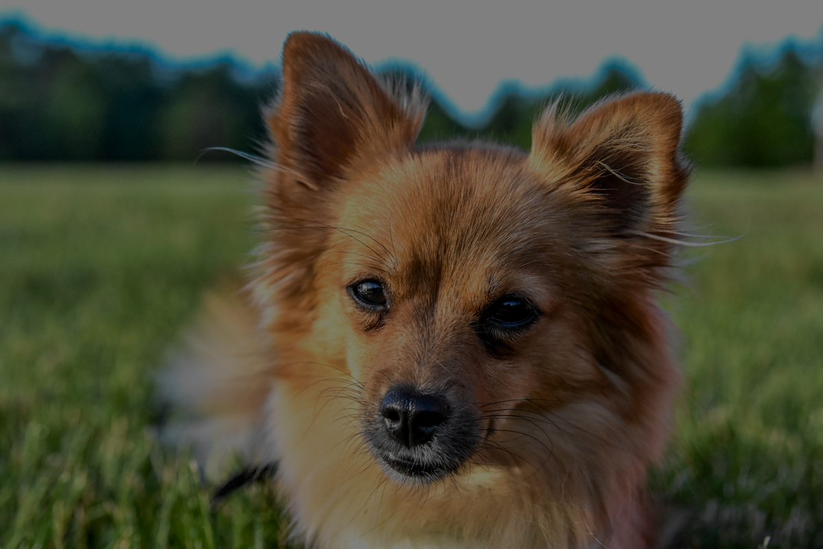 Veterinarian in Chico | Vet Near You | Chico Animal Hospital