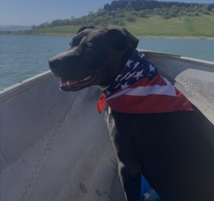 Veterinarian in Chico | Vet Near You | Chico Animal Hospital