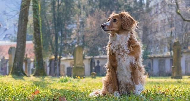 Team - Vet in Chico | Chico Animal Hospital